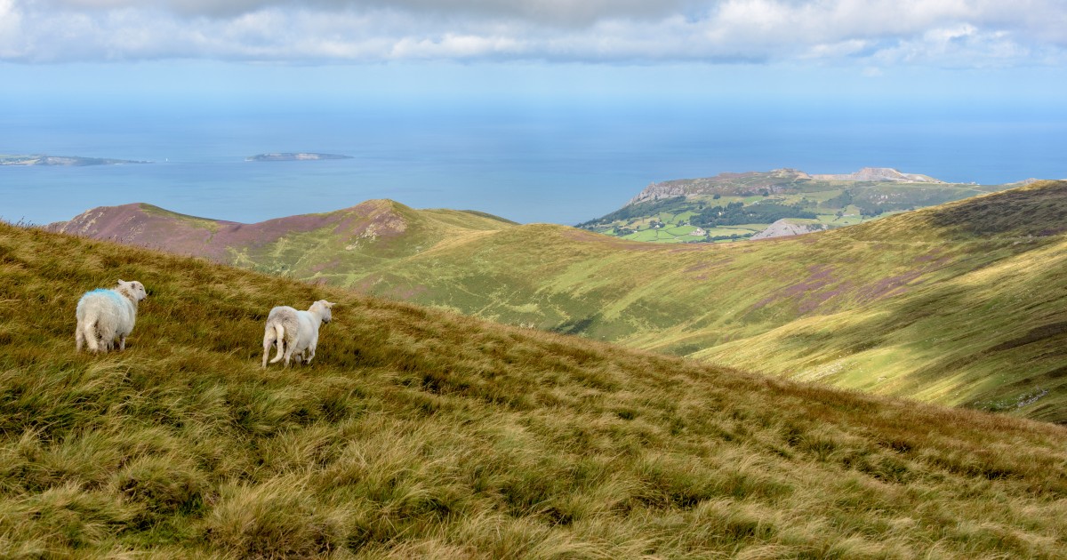 Wandern im Snowdonia Nationalpark im Nordwesten von Wales