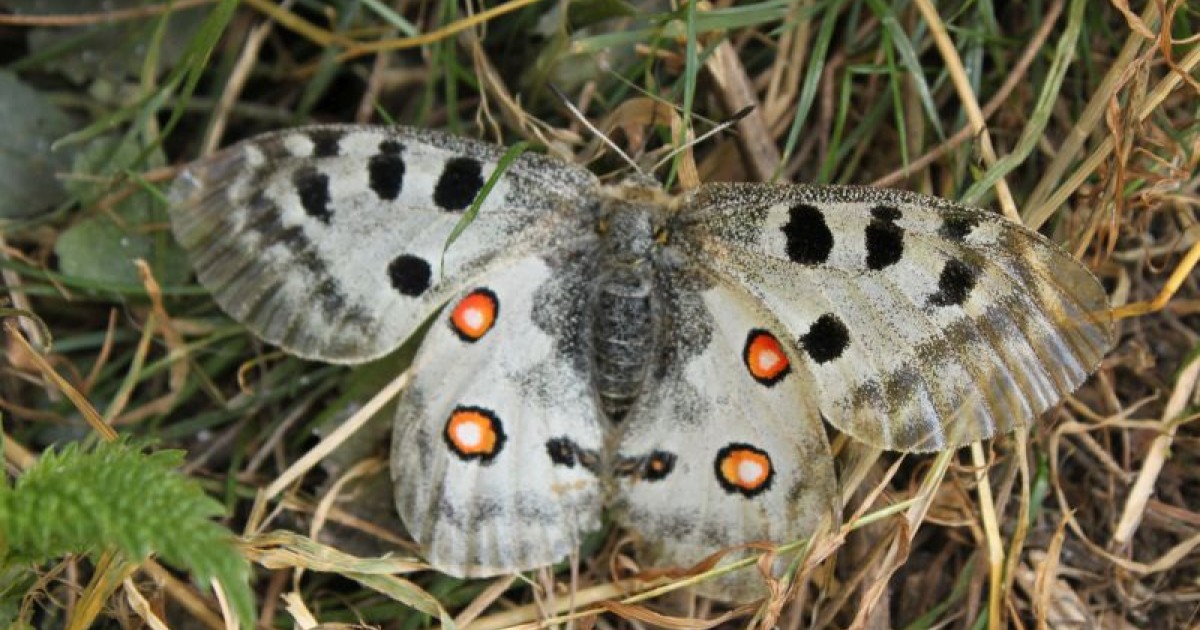 Biologische Vielfalt in den Alpen