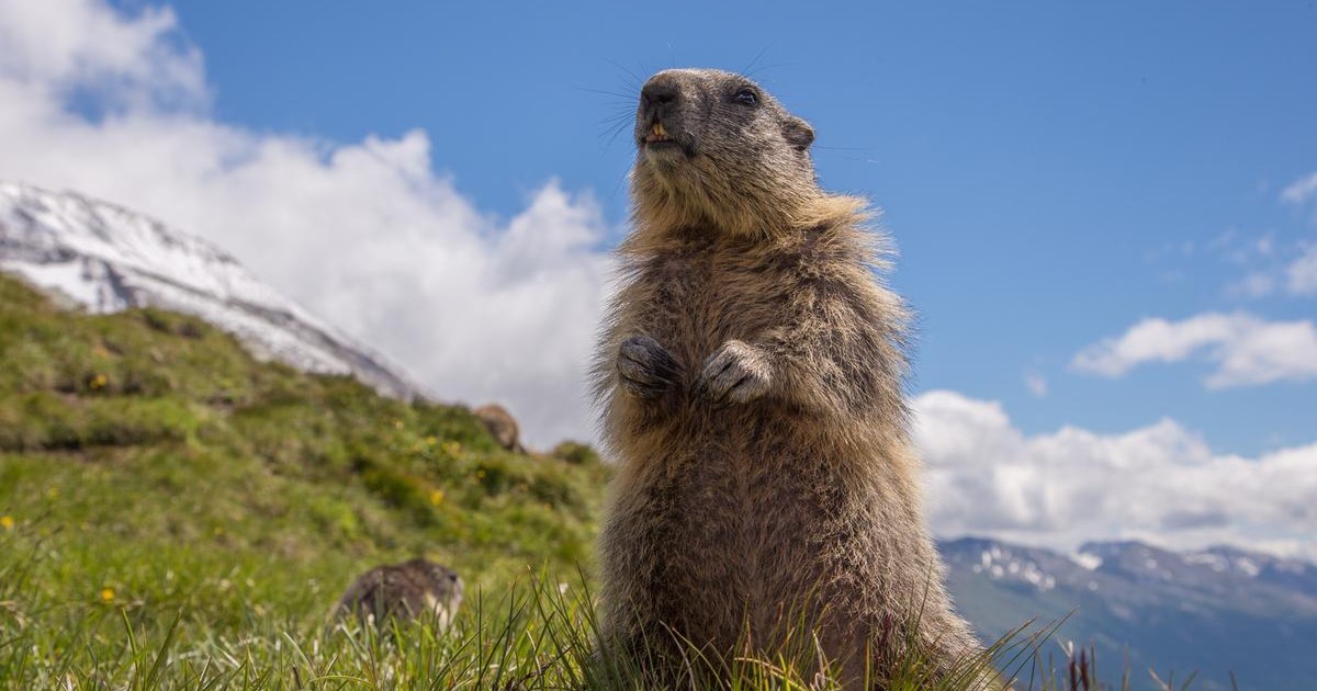 Tiere der Alpen – Ein Kurzführer