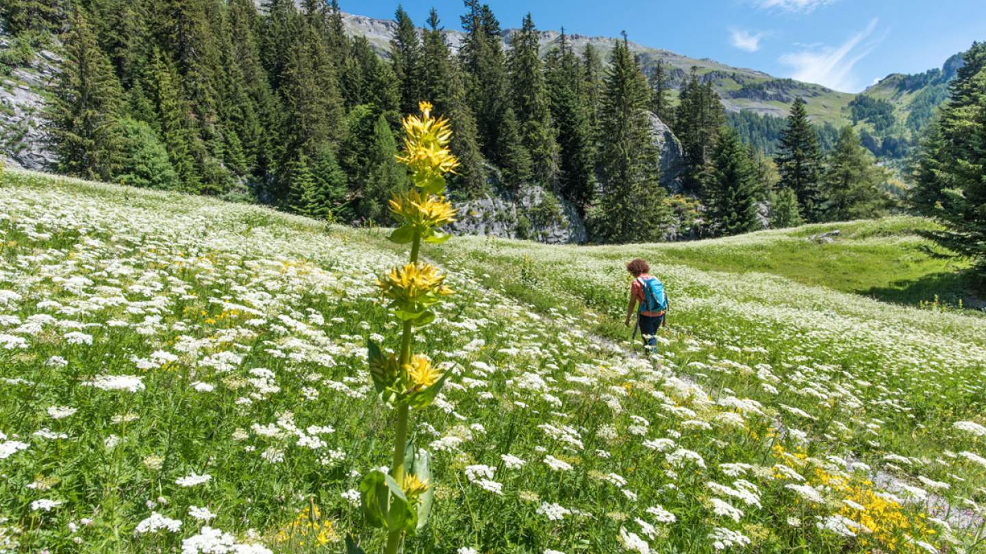 Wandern an Suonen im Wallis