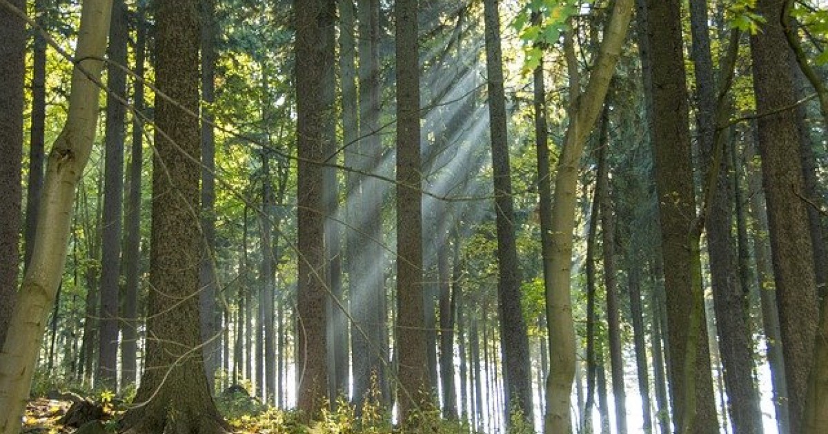 Den Wald bewusst erleben