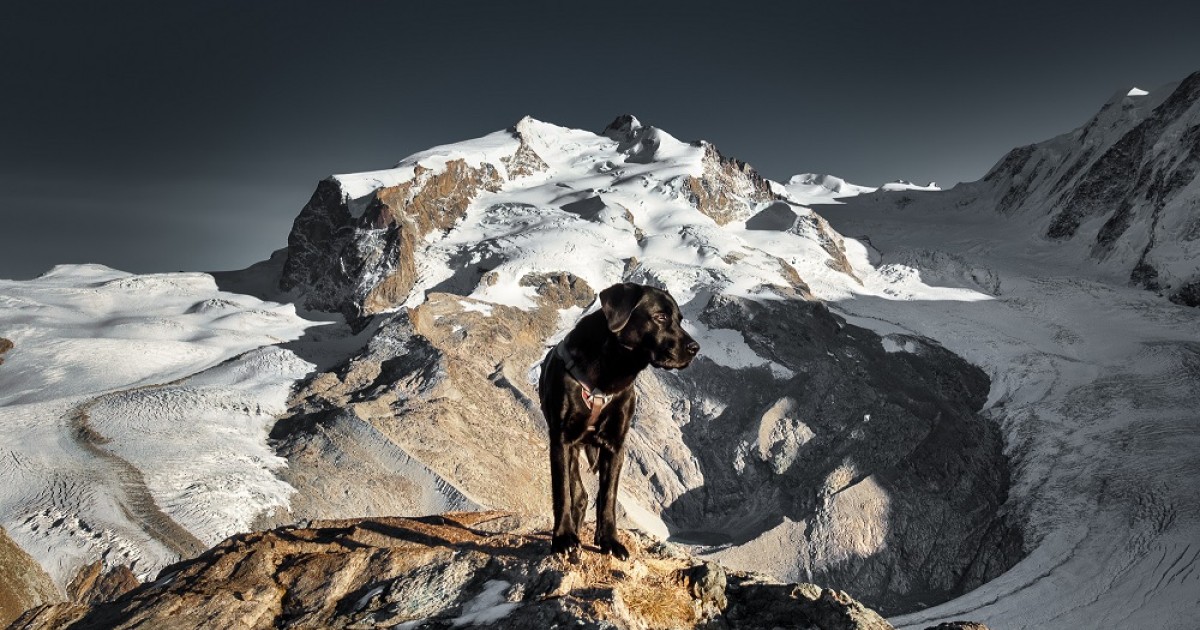 Mit Labrador auf sieben Viertausender